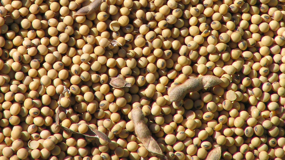 Soybeans provide high yields in Iowa trials