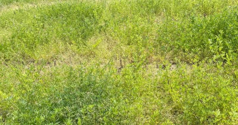 Consider how to best fertilize forage