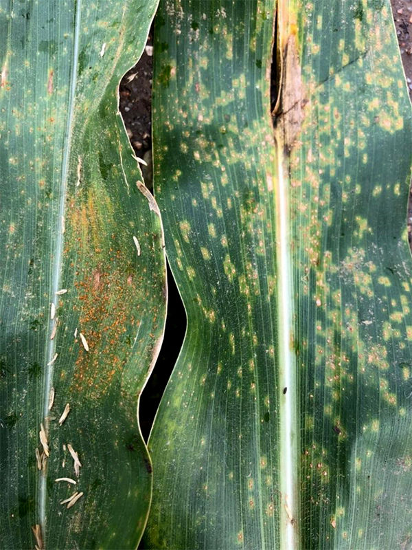 Southern rust of corn confirmed in Nebraska | Crop | agupdate.com