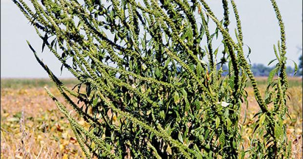 Aggressive weed sending roots into Illinois fields