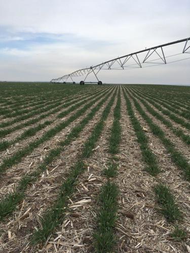 Don’t underestimate small grains as forage, expert says