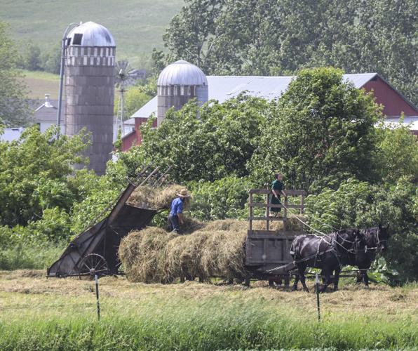 Amish farmers keep dairy strong