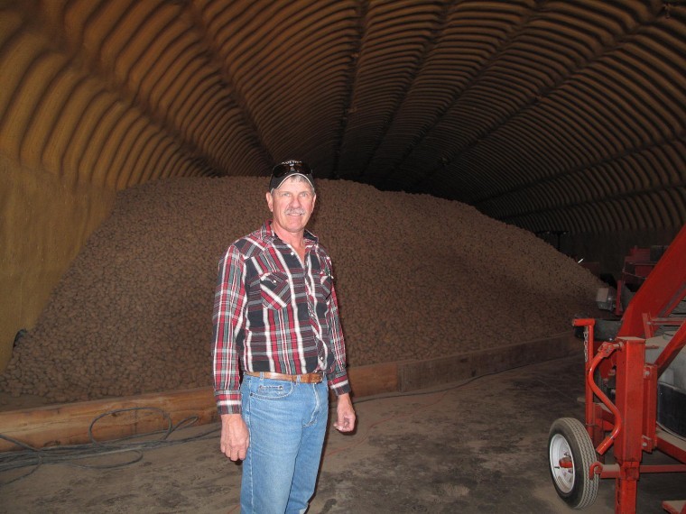 Cottom fertigating wheat, chemigating for cereal leaf beetles