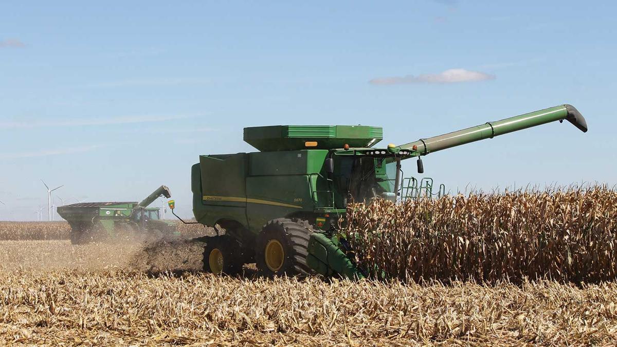 Yields better than expected considering dry summer