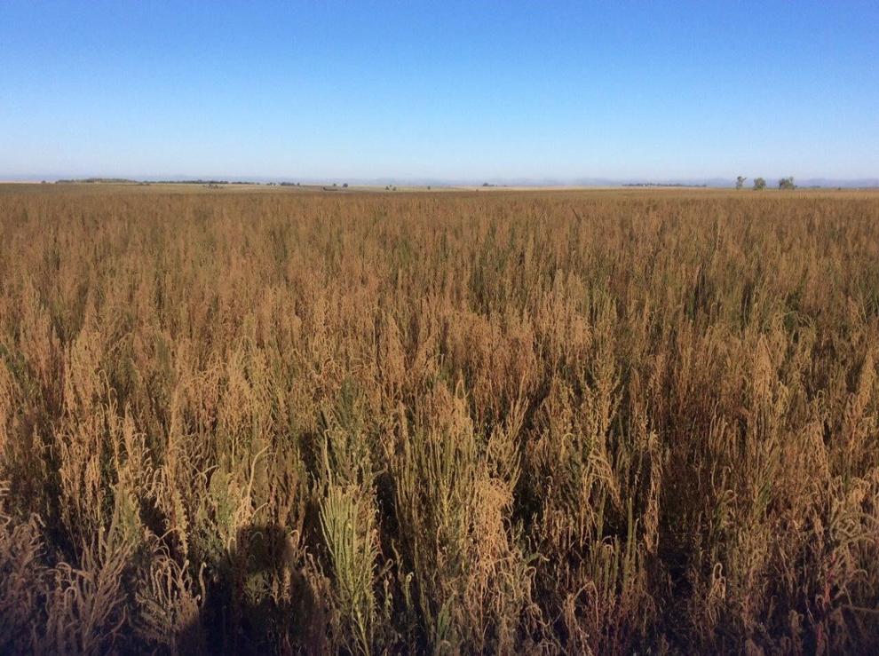 Treat early and often to battle Palmer amaranth