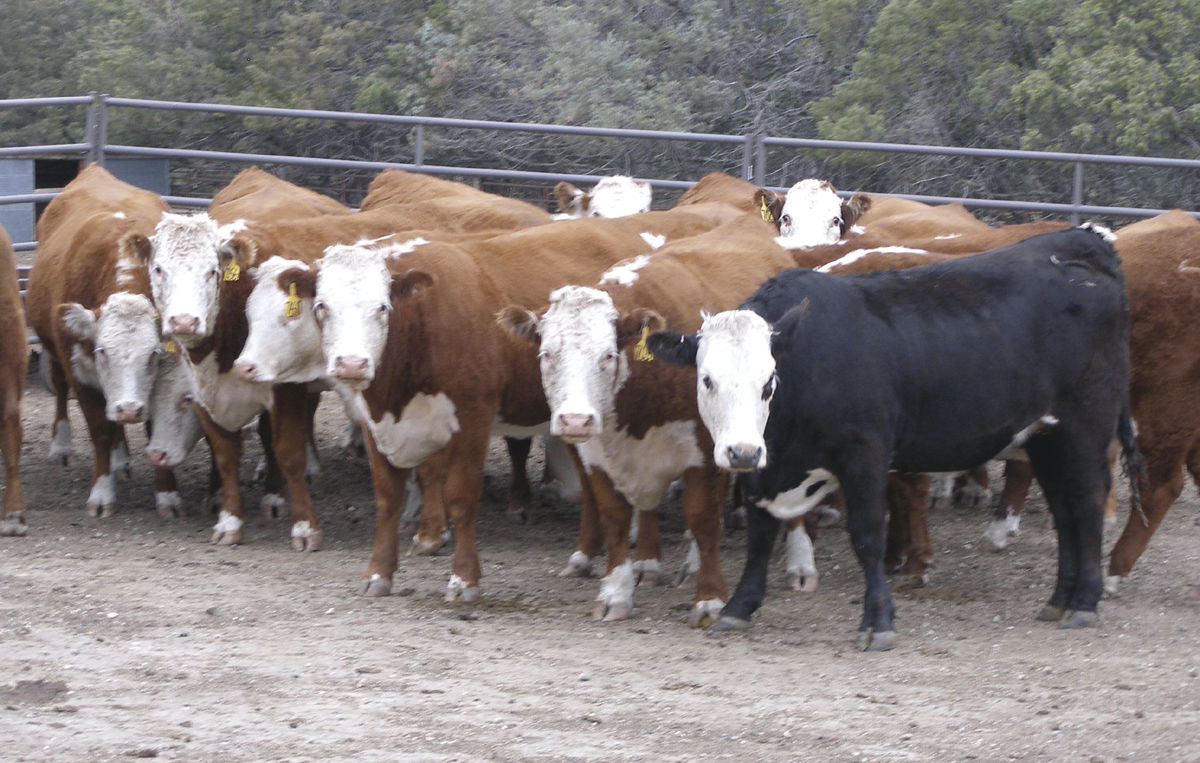 Over-the-counter to prescription change for antimicrobials signals ...