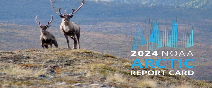 Arctic caribou