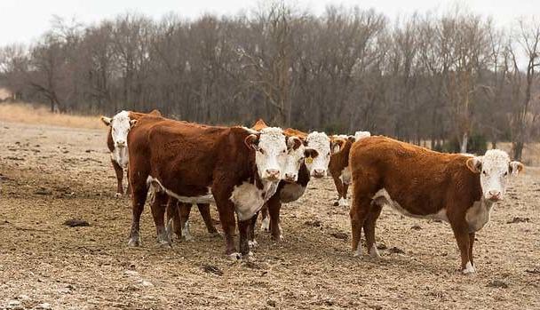 Prevent vitamin A deficiency