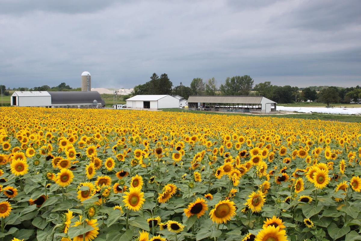 Sunflower market escaping volatility so far