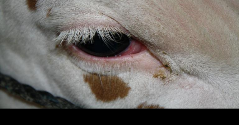 Vet Report: Combating winter pinkeye in cattle