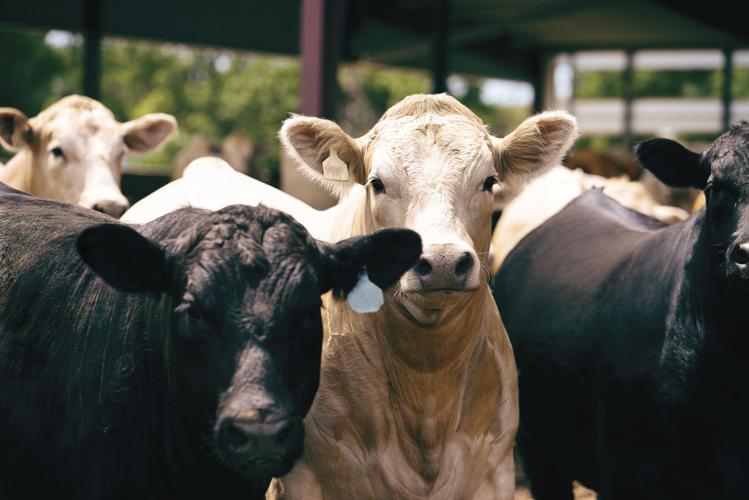 Categorizing feedlot cattle for better BRD management
