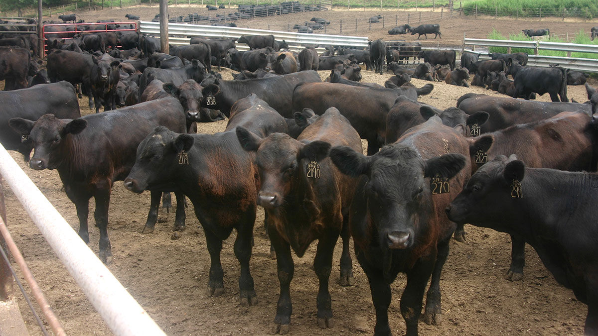Beef packer margins in focus for cattle markets