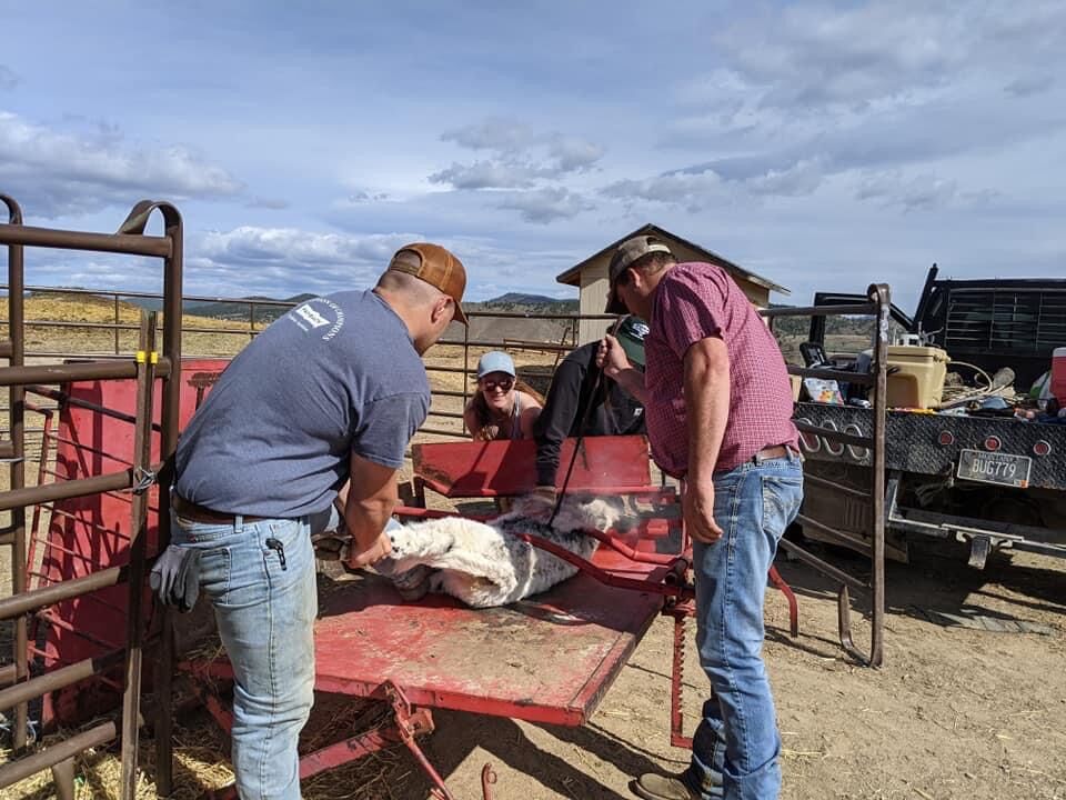 Doolings begin irrigating crops; cattle shipped out to summer grass