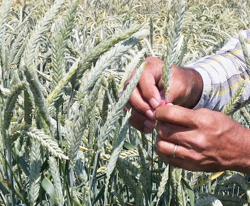 Nutrien offers Redrock forage; new triticale variety on the way