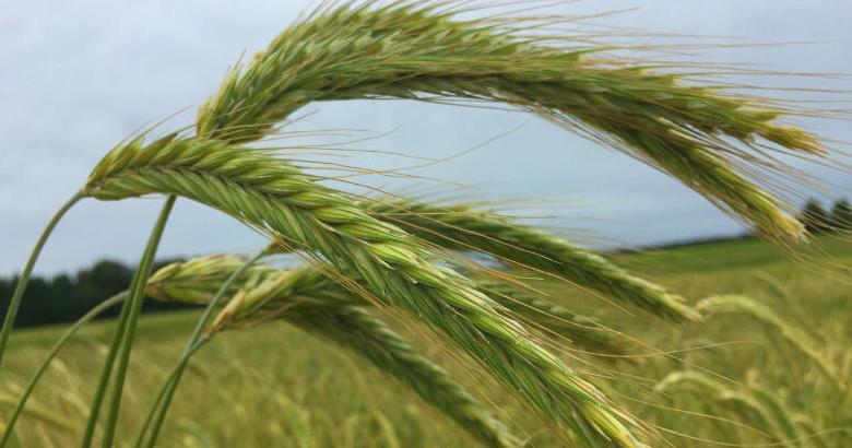 rye crop field