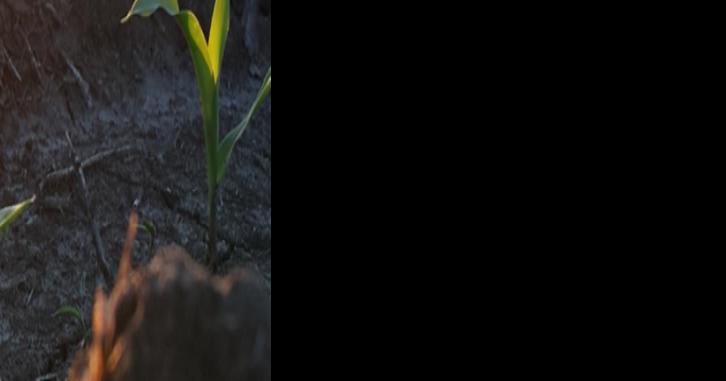 Corn-yield myths discussed