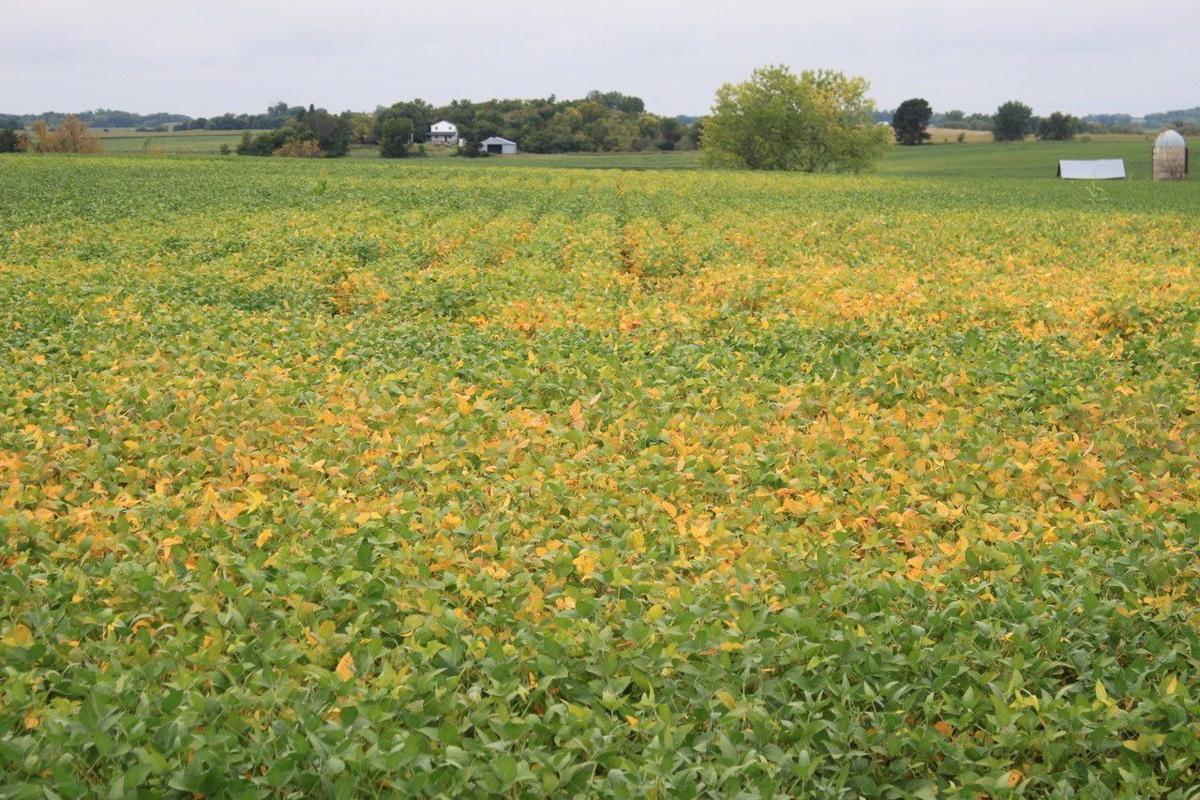 Consider several factors when selecting soybean varieties