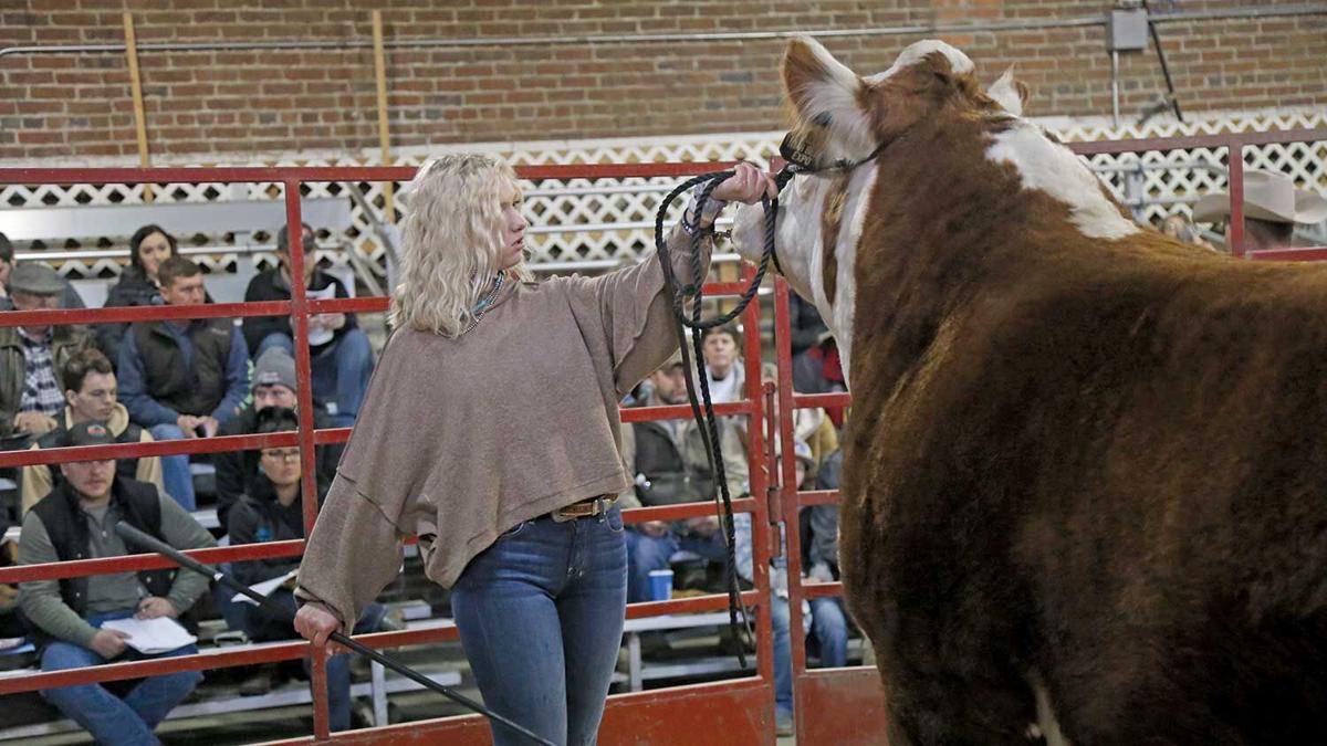 Bidding strong for quality seedstock at Iowa Beef Expo