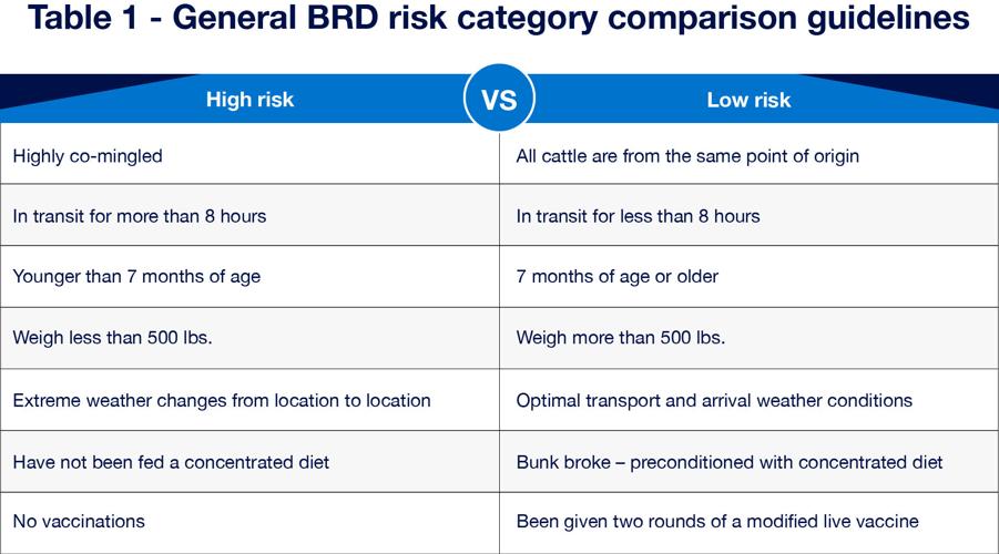 Categorizing feedlot cattle for better BRD management
