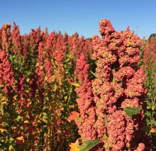 Quinoa – An alternative crop for small grain producers?