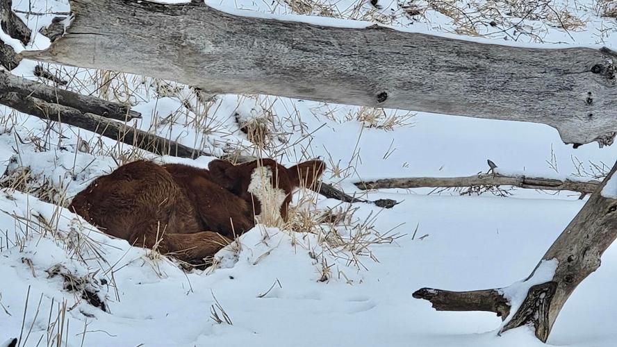 Wicks family manages through bitter cold, prepares for rodeo fundraiser