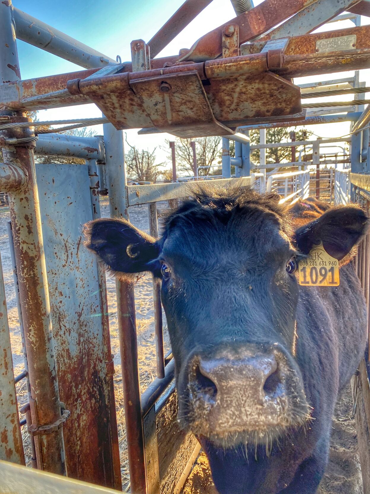 Breeding season begins at the Jagels ranch