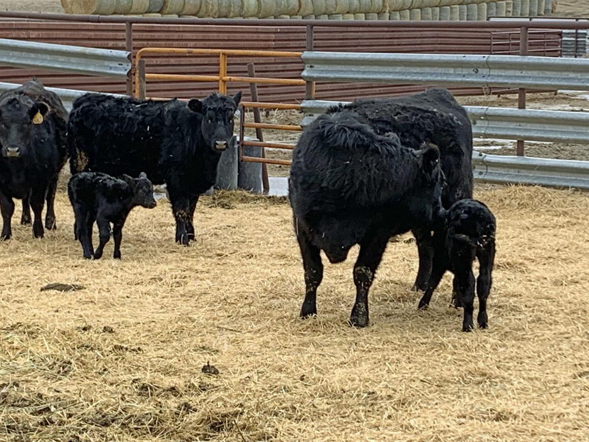 Yearling heifers freeze-branded as calving begins at PGC | Producer ...