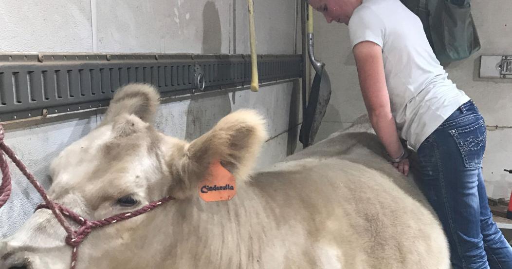 Dealing with paralysis after calving