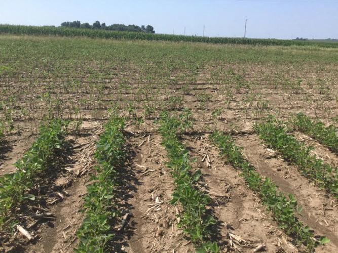 Hail-hardy beans bounce back as corn struggles in Western Iowa