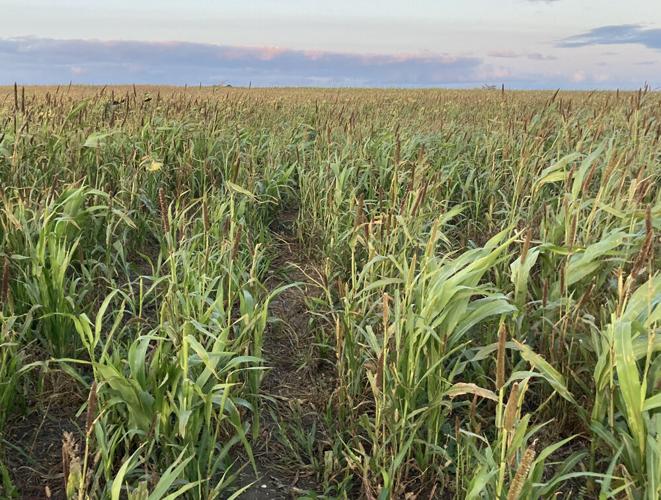 Boyko family raises SimAngus herd in central North Dakota