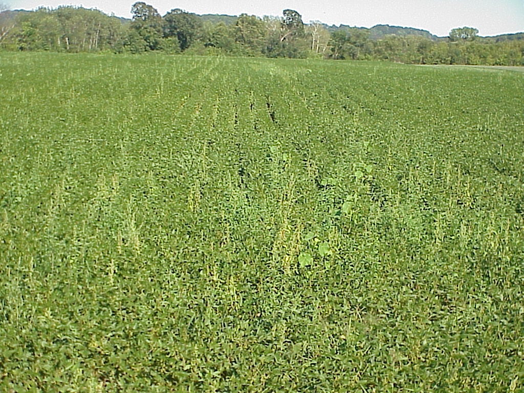 Sensors to identify weed infestations