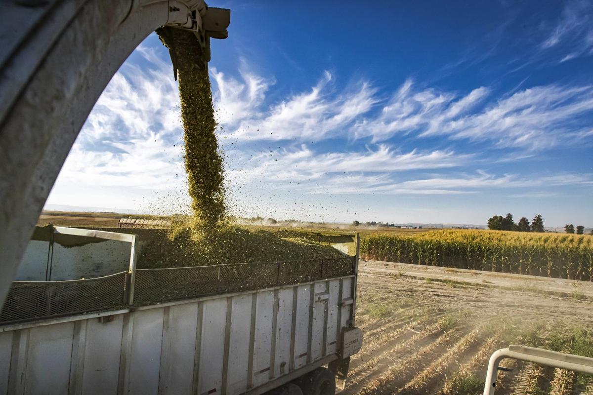 Pasture and Forage Minute: How do I price my silage?