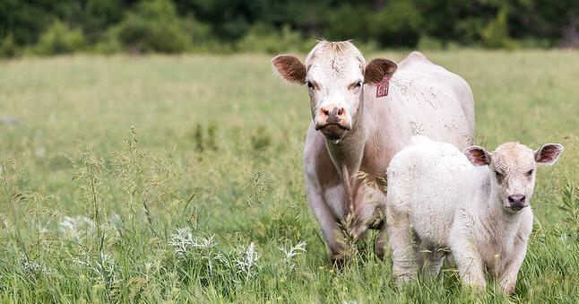 Overeating disease can lead to calf death