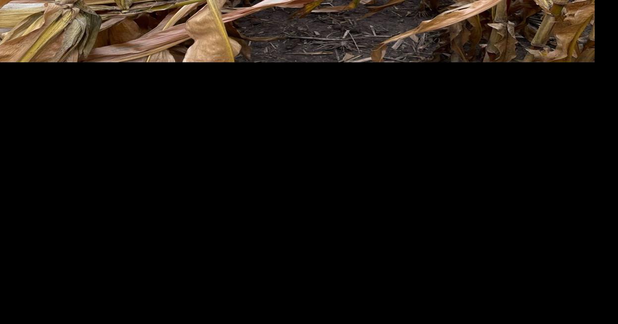 Prioritize plant health from start to finish to advance yields