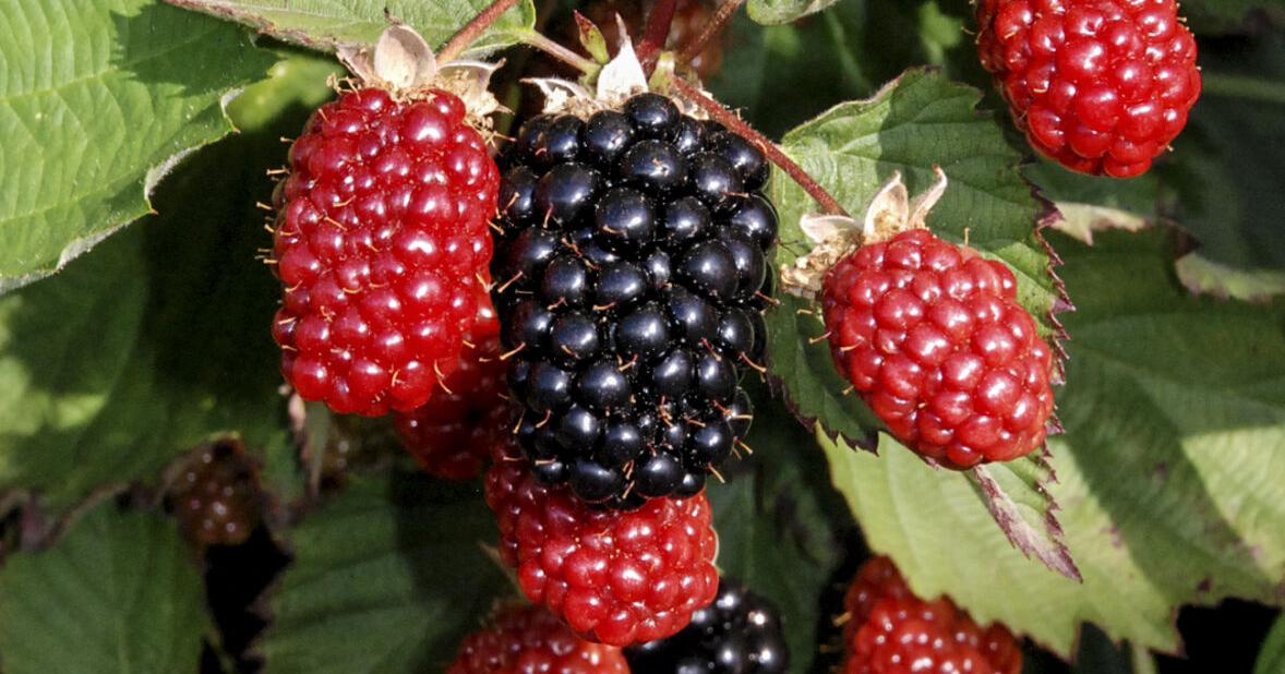 New blackberry varieties: Eclipse, Galaxy, Twilight