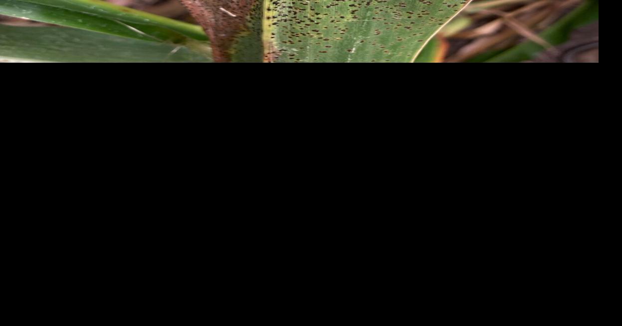 Tar spot is lurking. Are you protected?