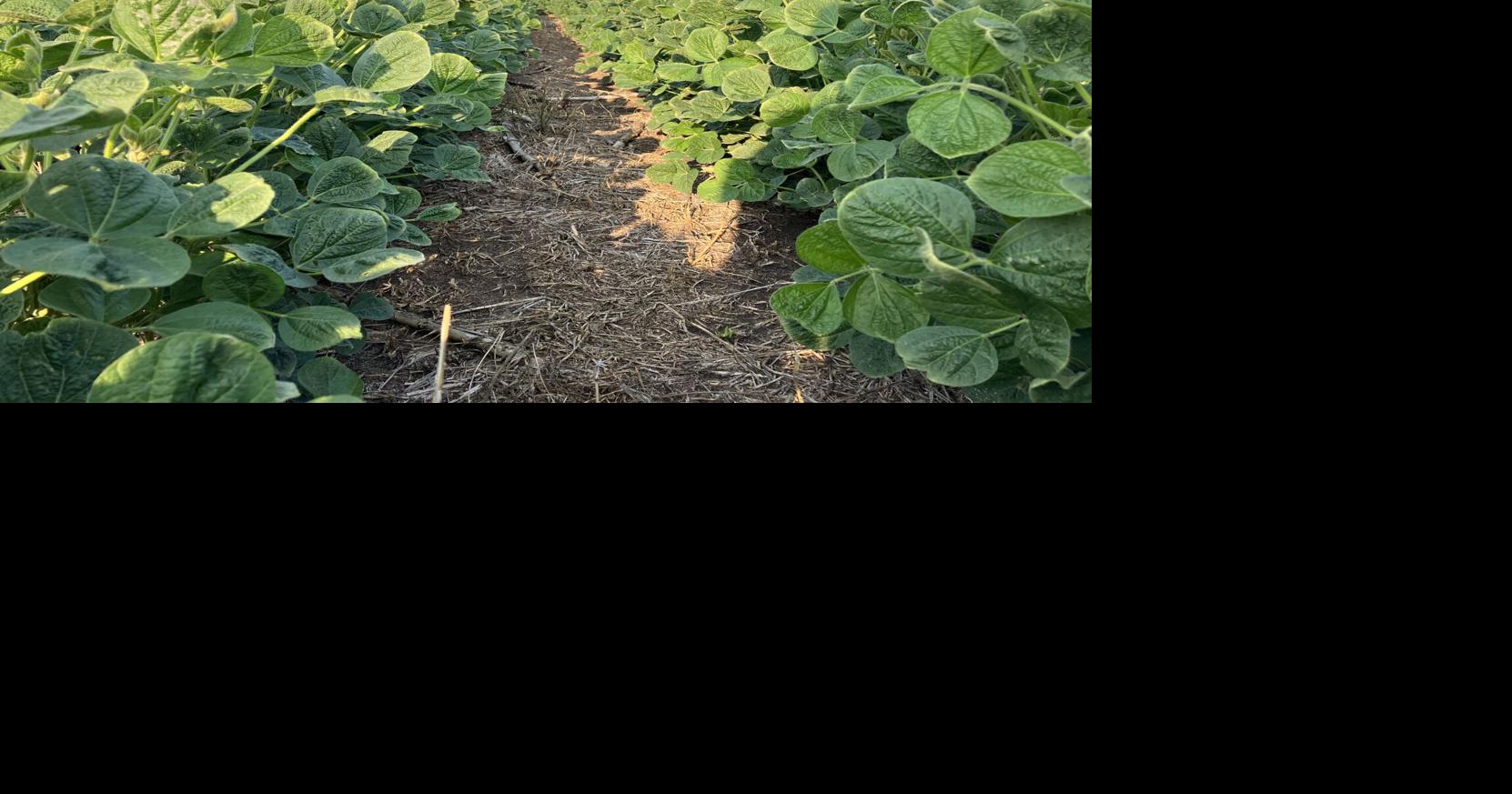 Get started early: SD Soybean’s annual gathering gives farmers head ...
