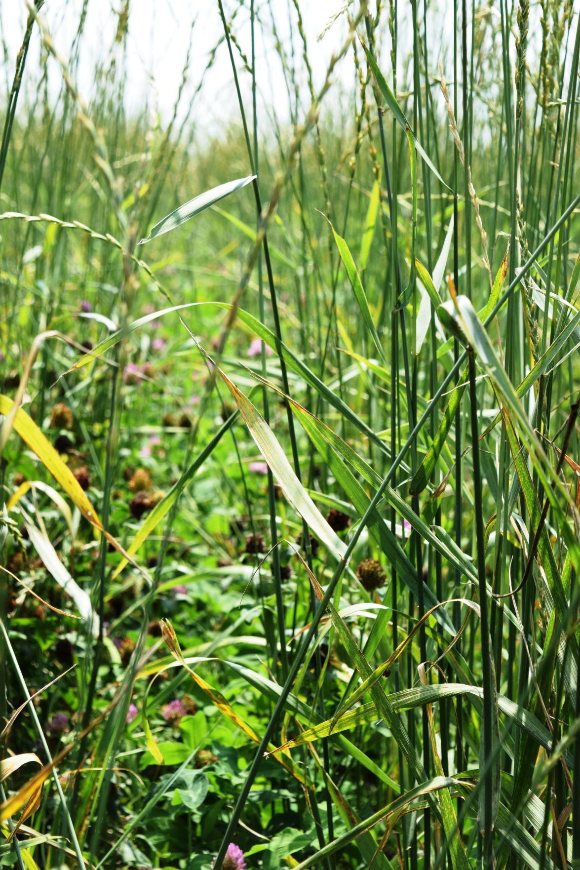 Dual-purpose Kernza grabs attention | Business | agupdate.com