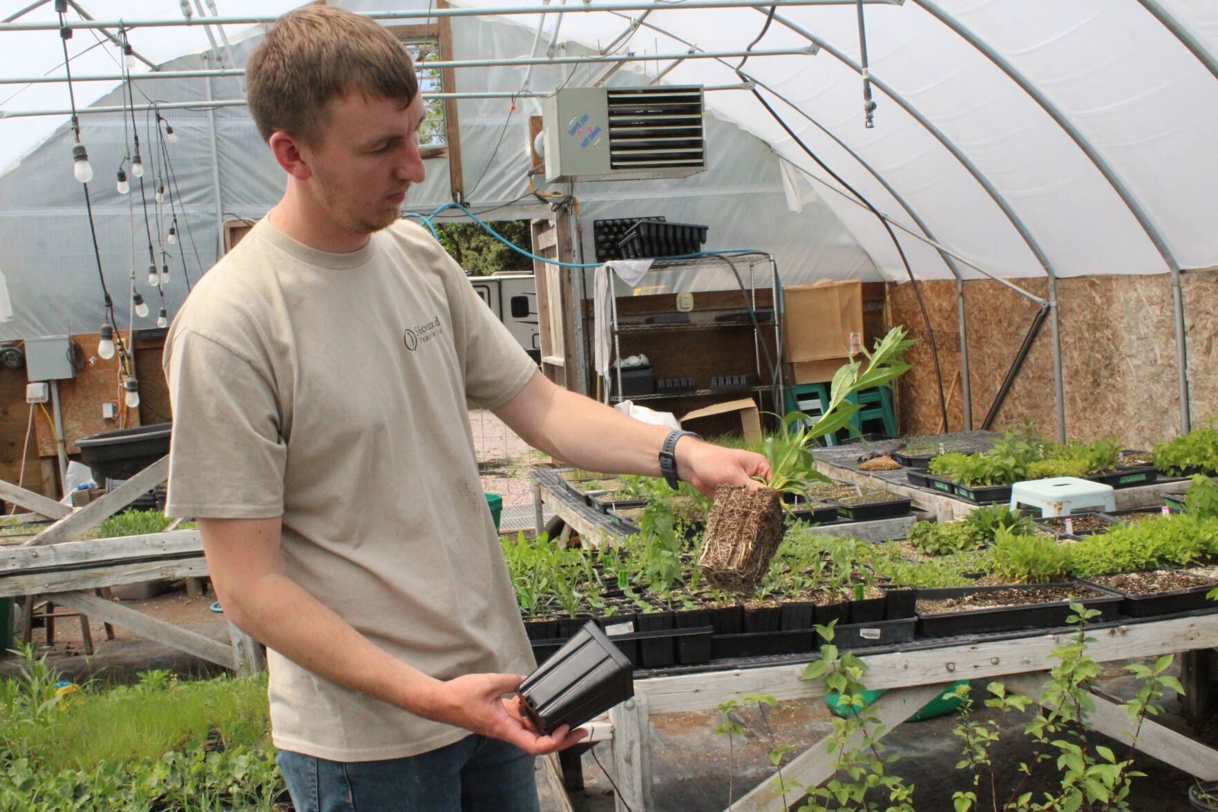 Propagating the prairie: Couple creates business out of raising native ...