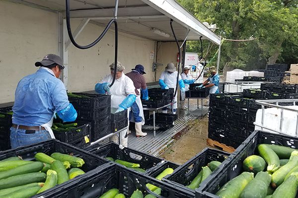 Locally Grown: Daniels Produce a staple for Midwestern vegetables