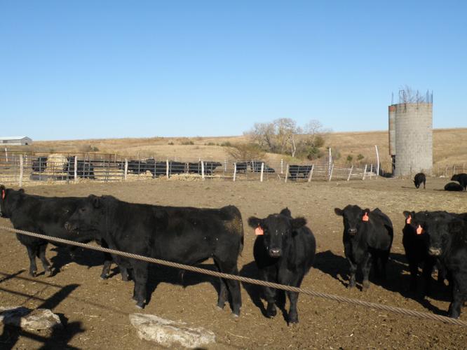 Top traits: Embryo transfer calves, A.I. pushes Kansas breeder toward ...