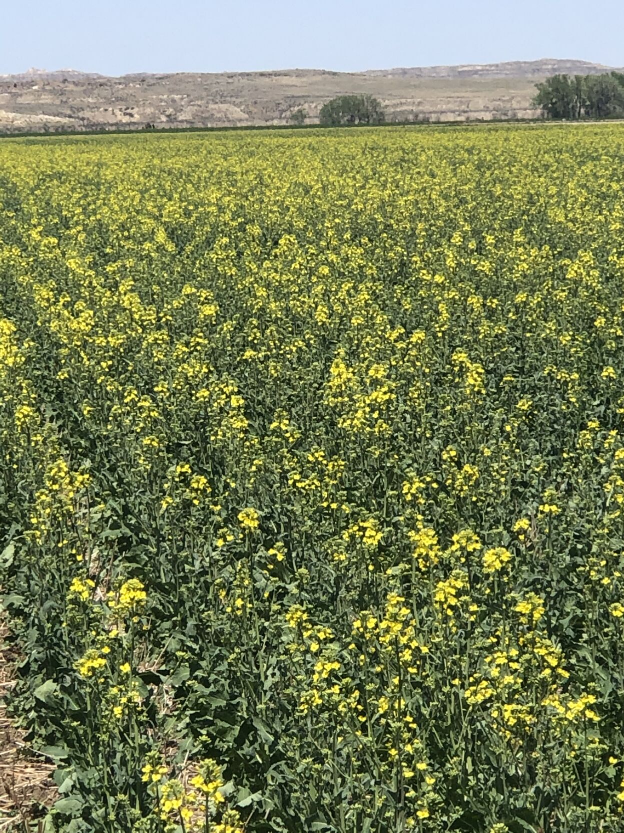 Winter canola offers benefits in wheat rotation