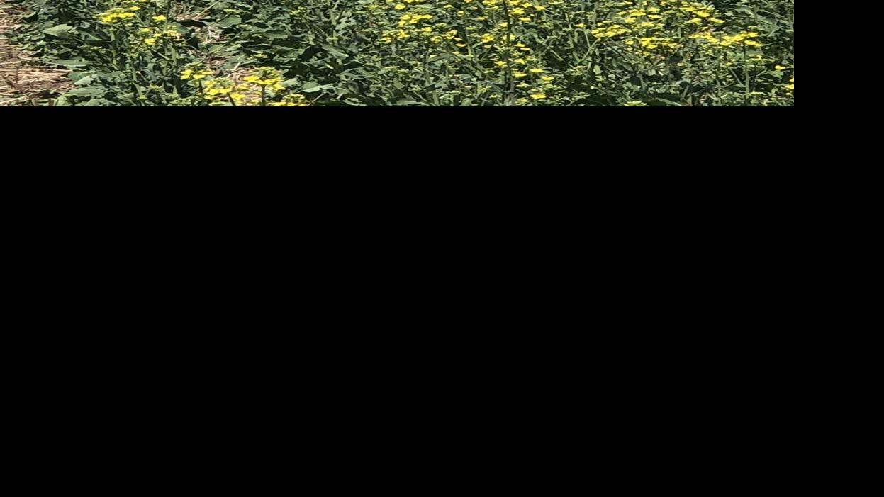 Winter canola offers benefits in wheat rotation | Crop | agupdate.com