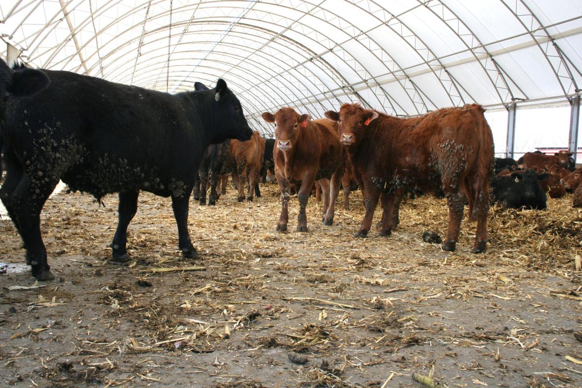 South Dakota cattle producers set to gather in Deadwood for annual ...