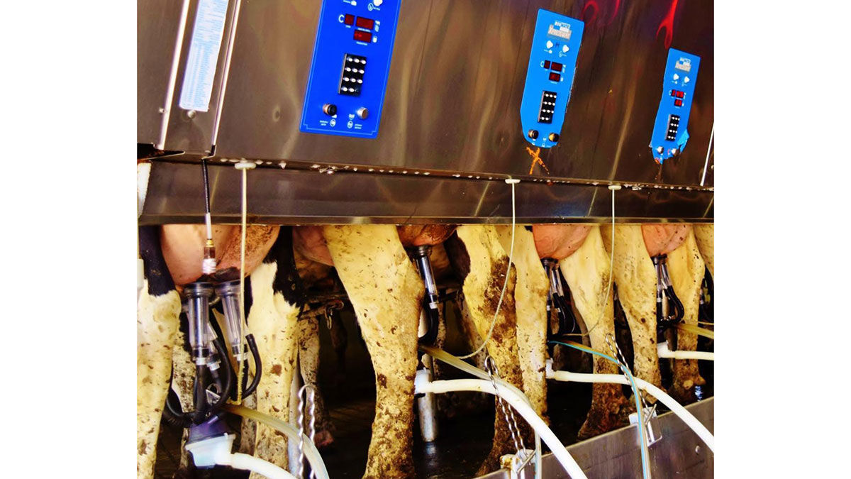 Cleanliness, light raise parlor efficiency and milk quality