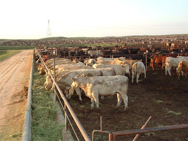 New Kansas Livestock president runs diversified ranch operation