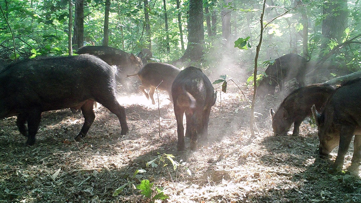 Missouri makes progress on eliminating feral hogs