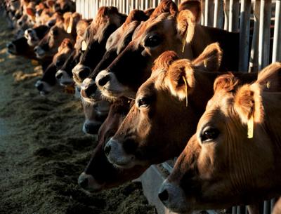 It’s time for a new approach to internal parasites in cattle