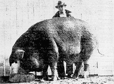 Hogzilla tours the country