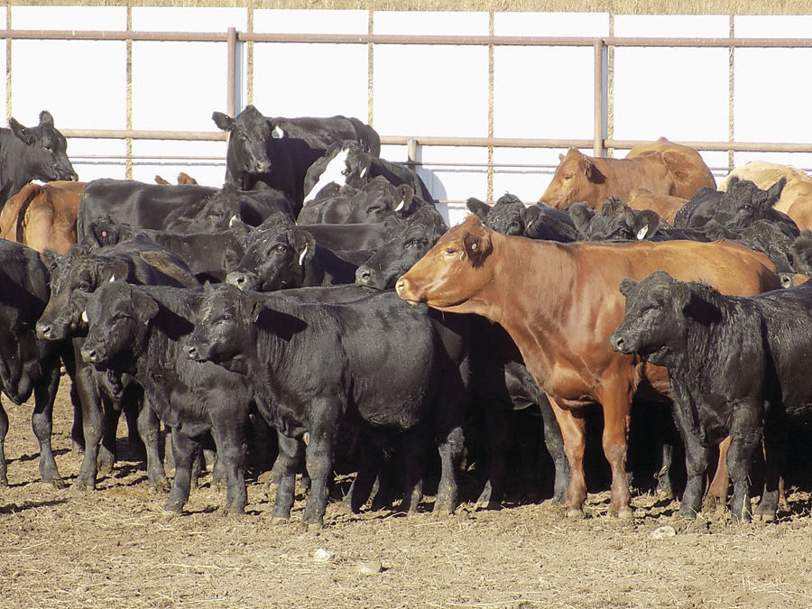 Cattle industry brings out the best